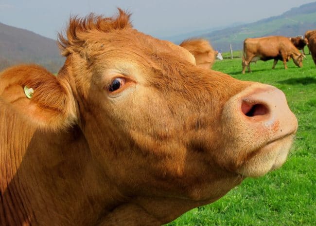 15 Common Sacred Cows in Churches | Church Answers