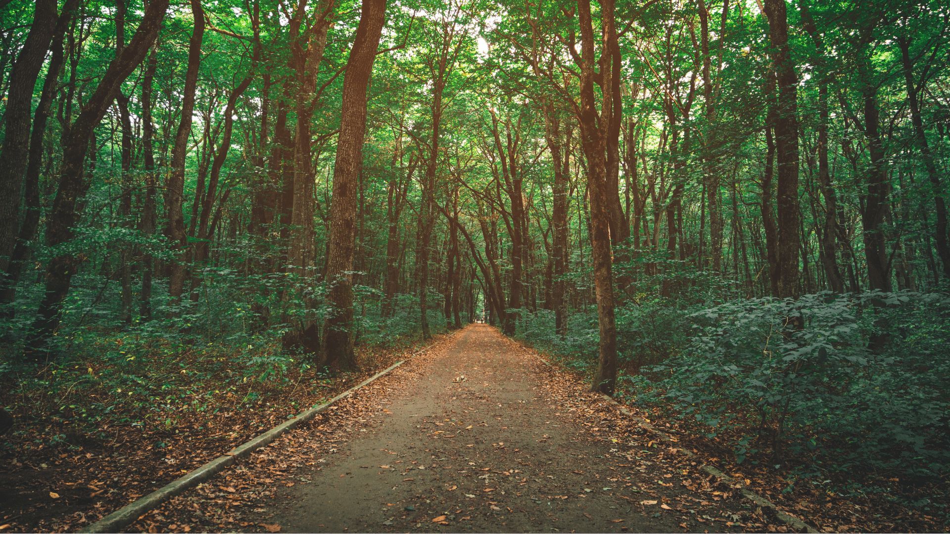 Developing a Discipleship Pathway | Church Answers